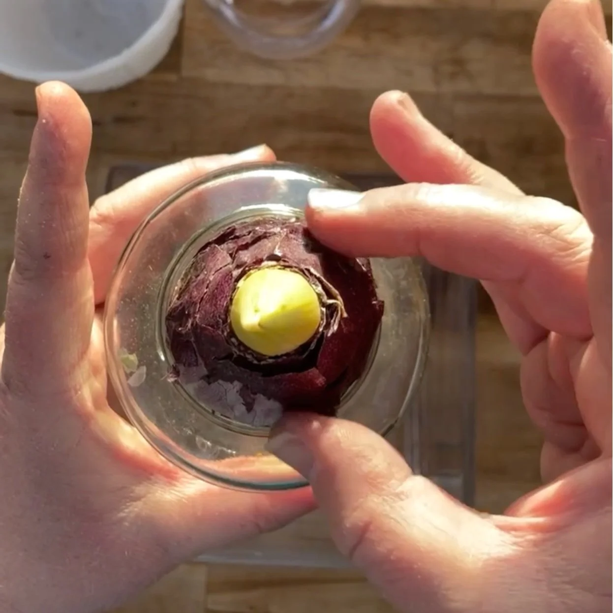 How to Force Hyacinth and Other Bulbs Using the Water Method: A Step-by ...