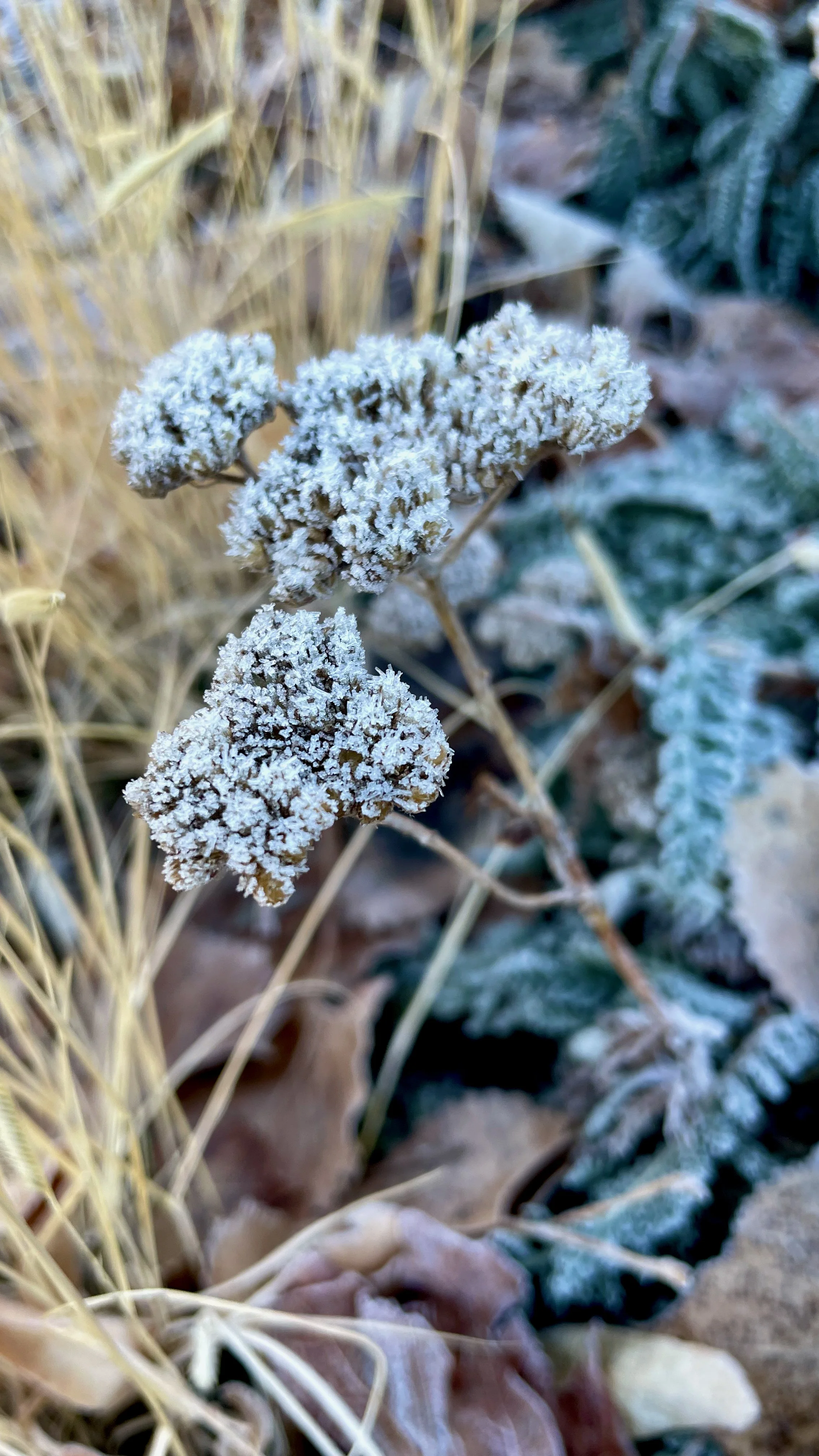 Why You Should Include Native Achillea in Your North American Garden ...