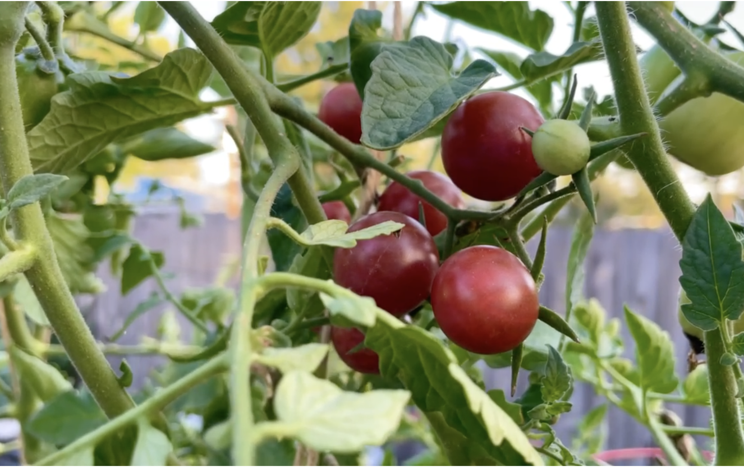 Exploring the History of Tomatoes in Italy and My Favorite Varieties ...