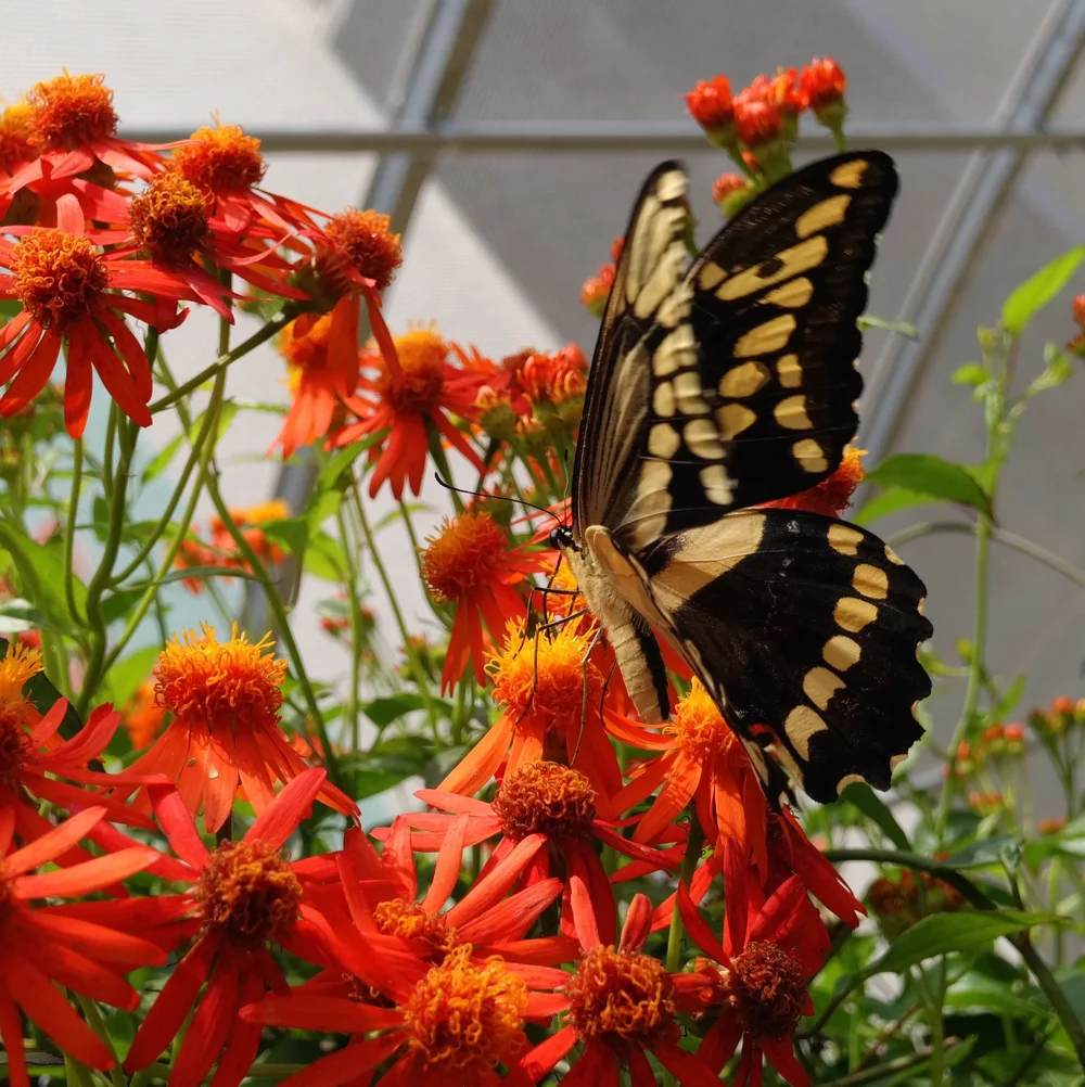 How to Plant a Butterfly and Pollinator Garden: Tips for Attracting ...