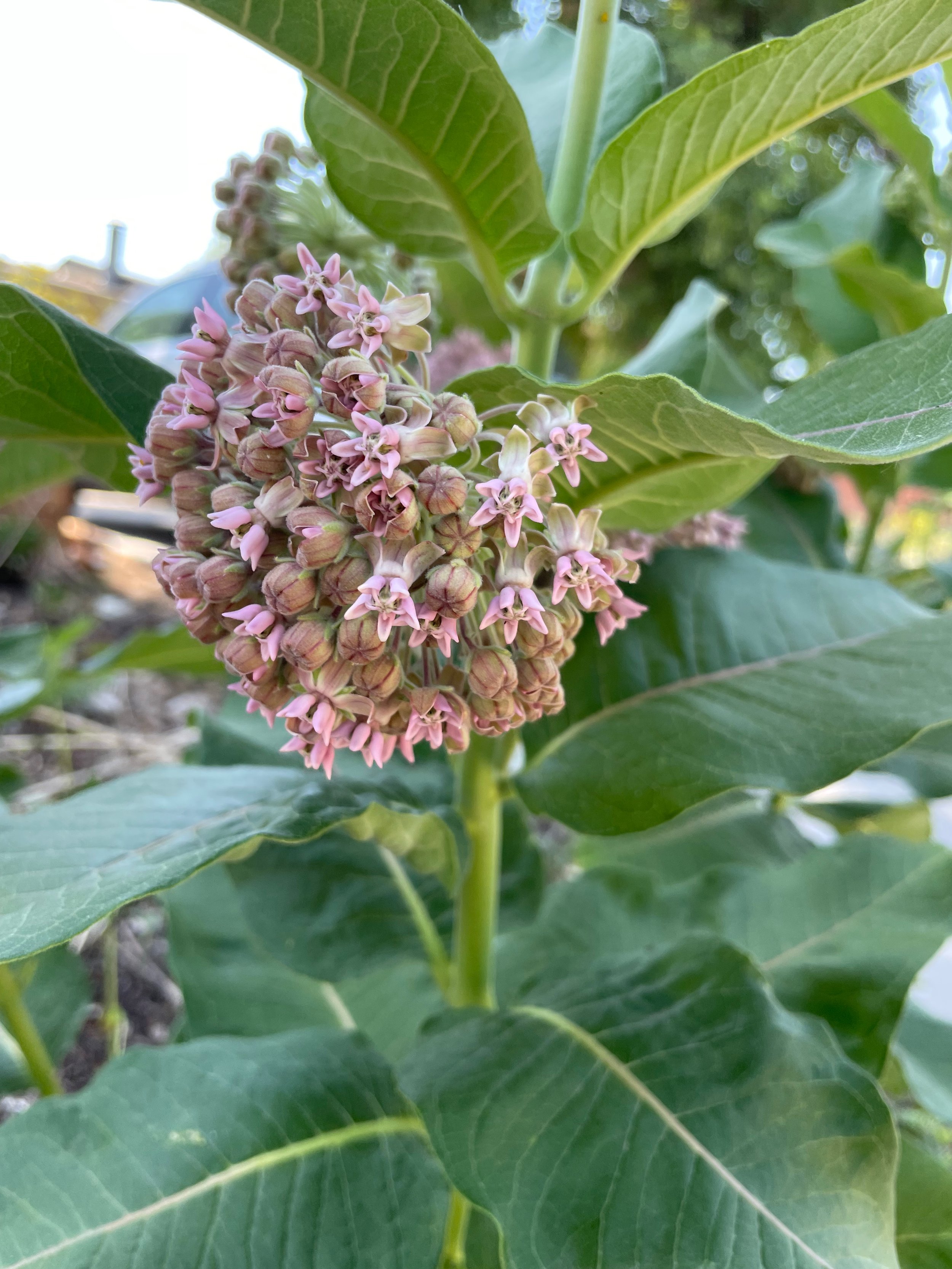 Why Native Milkweed Belongs in Your Garden: Support Monarchs & Boost ...