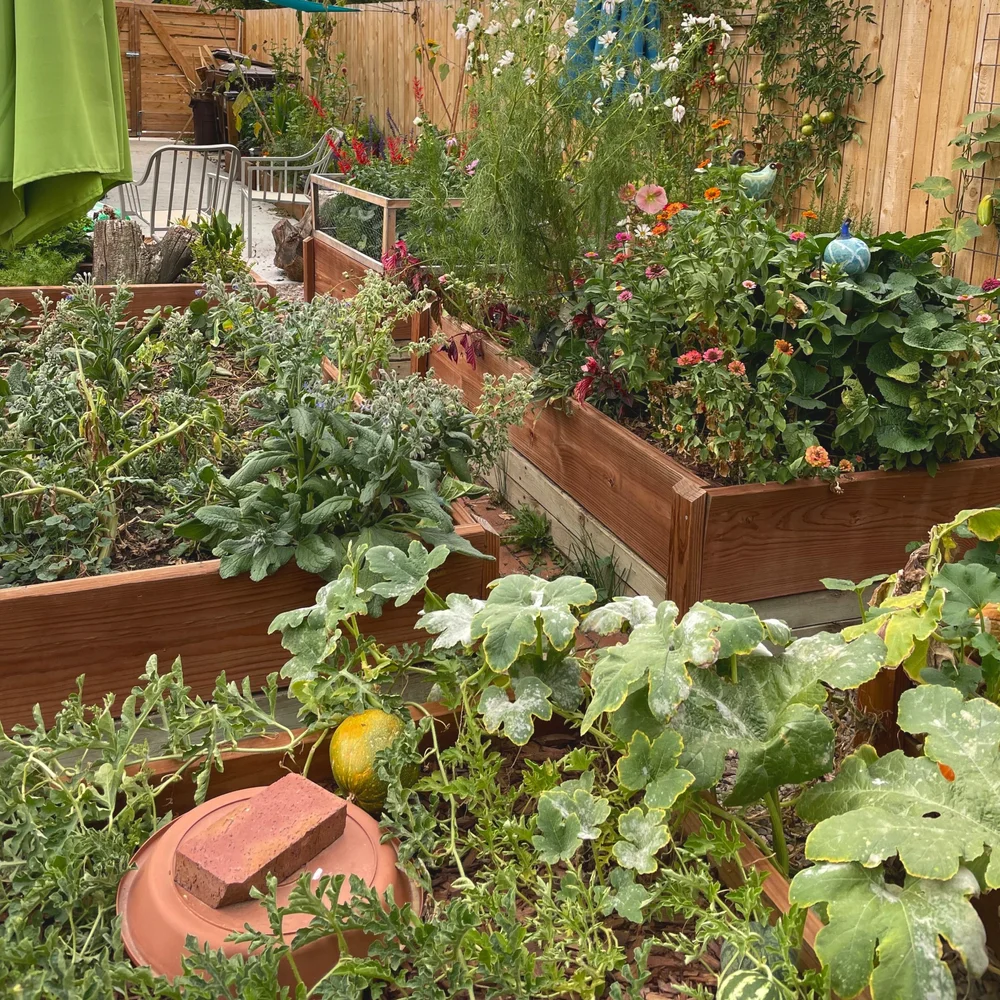 How to Make Your Own Ollas: DIY Guide for Sustainable Plant Watering ...