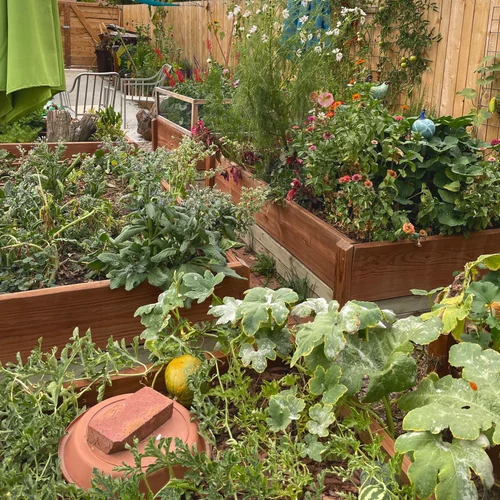 How to Make Your Own Ollas: DIY Guide for Sustainable Plant Watering ...