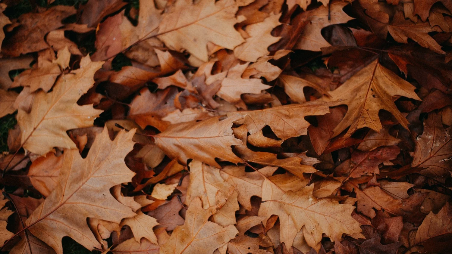 Why Leaving Leaves in Your Garden is Beneficial: Eco-Friendly Gardening ...