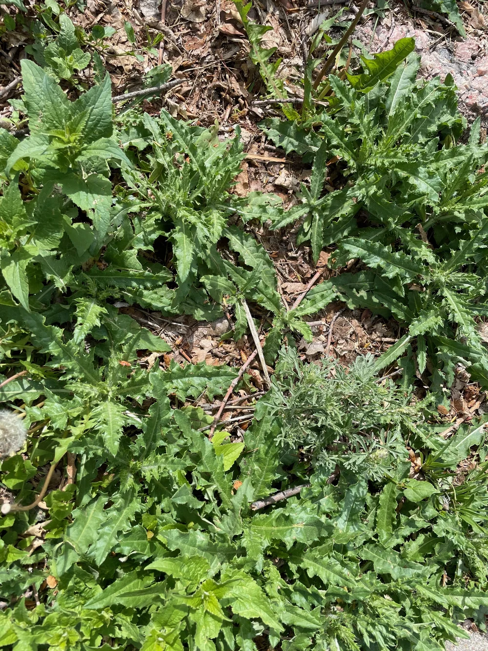 Invasive vs. Aggressive Plants: Why Gardeners Must Know the Difference ...