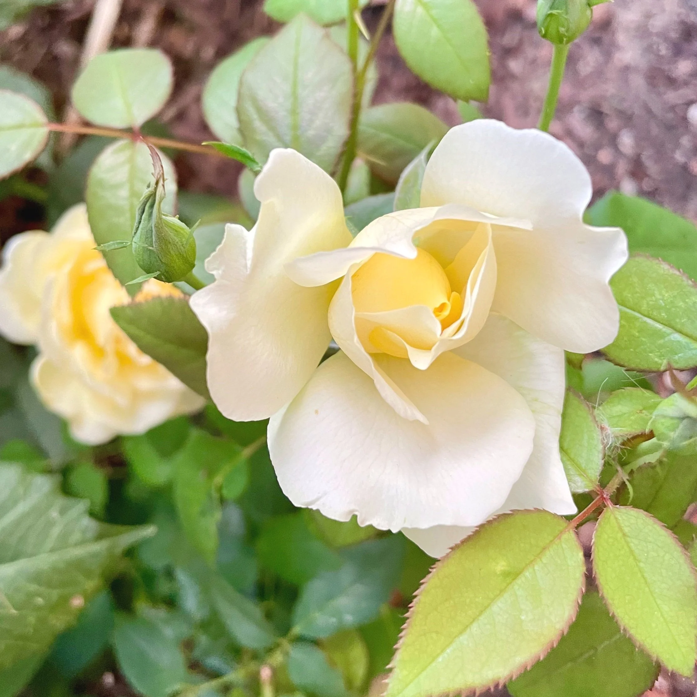 Choosing and Planting Roses for St. Louis, Missouri: Tips for a ...