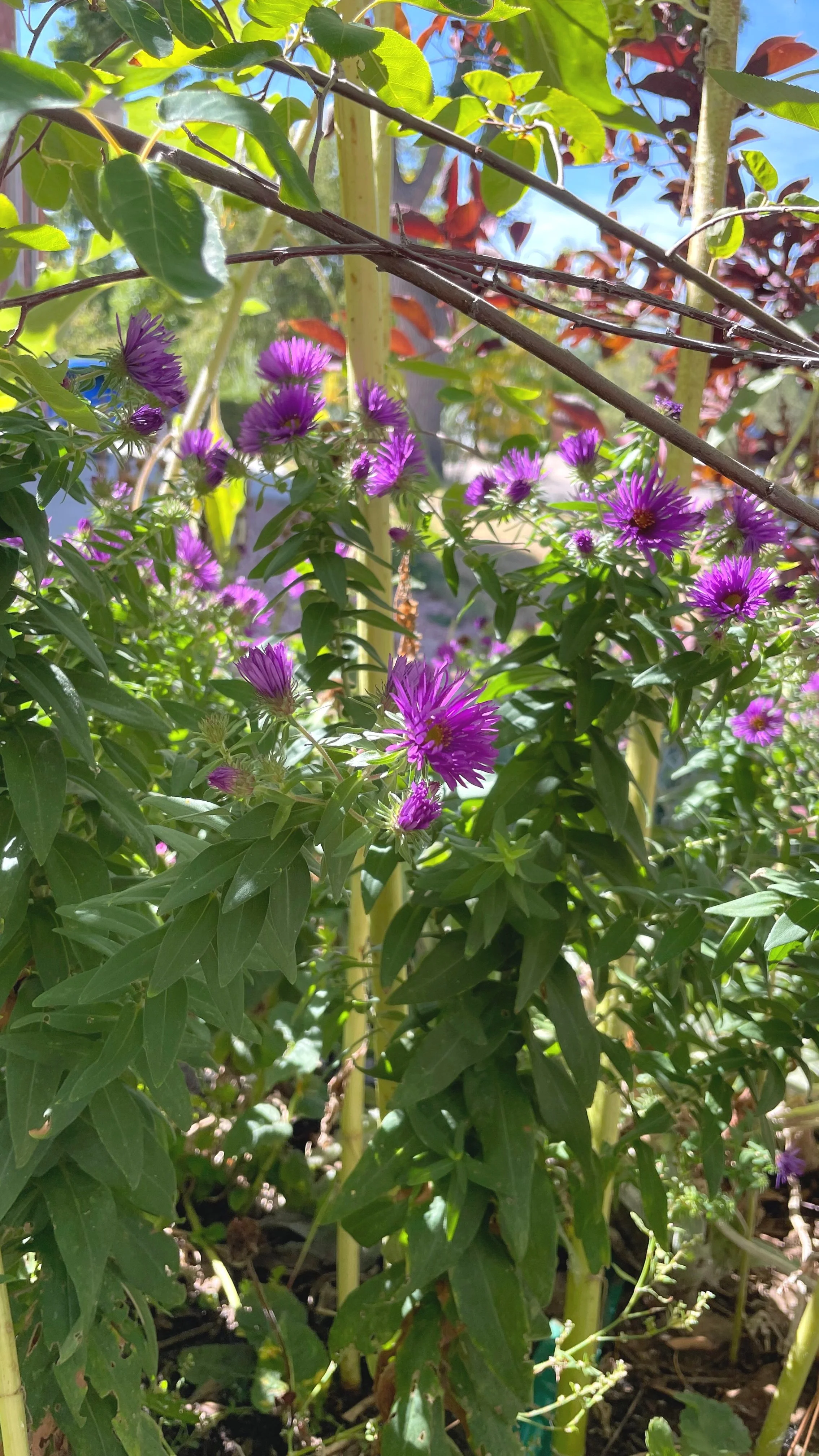 Complete Guide to Growing Native Asters in North America: Tips for a ...