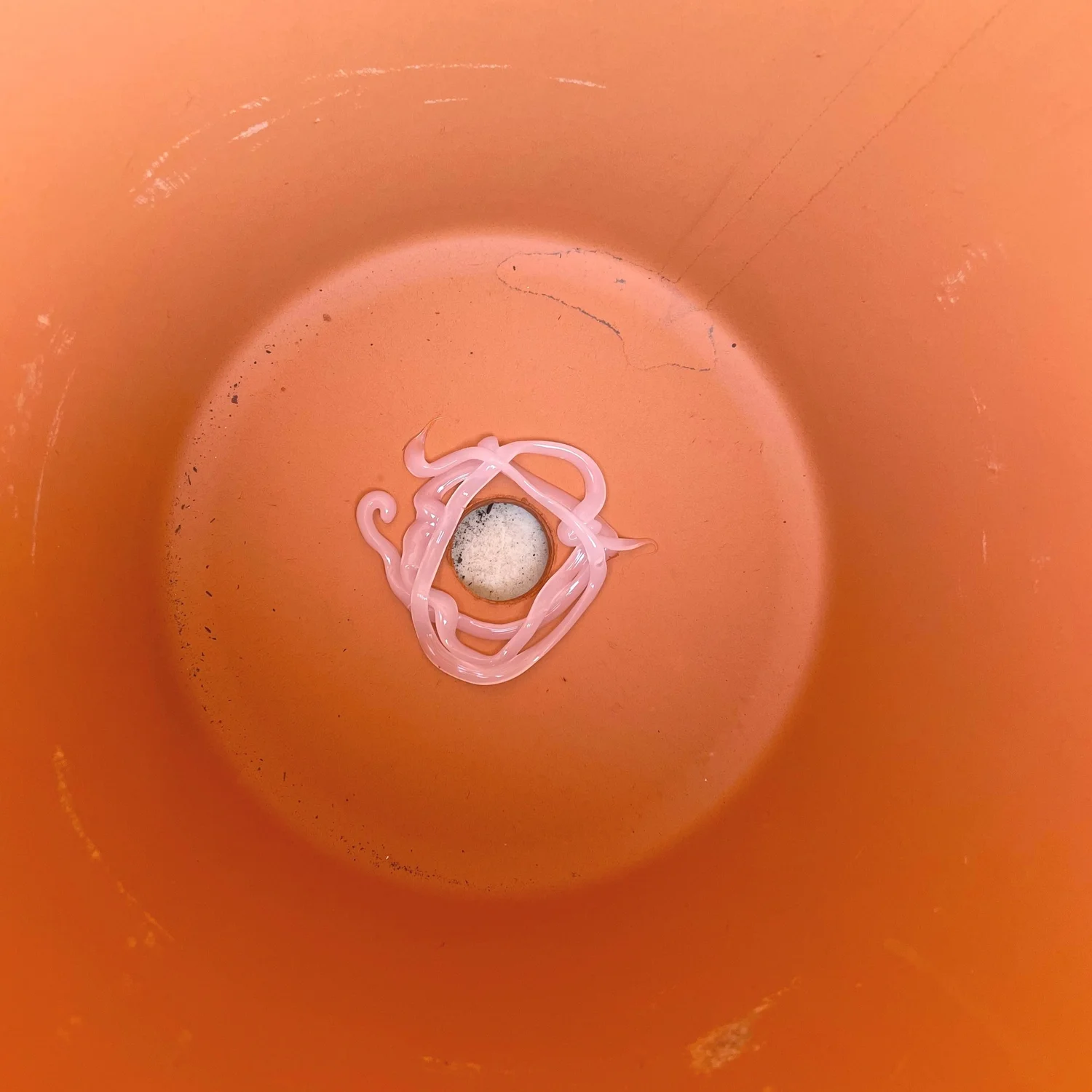How to Make Your Own Ollas: DIY Guide for Sustainable Plant Watering ...