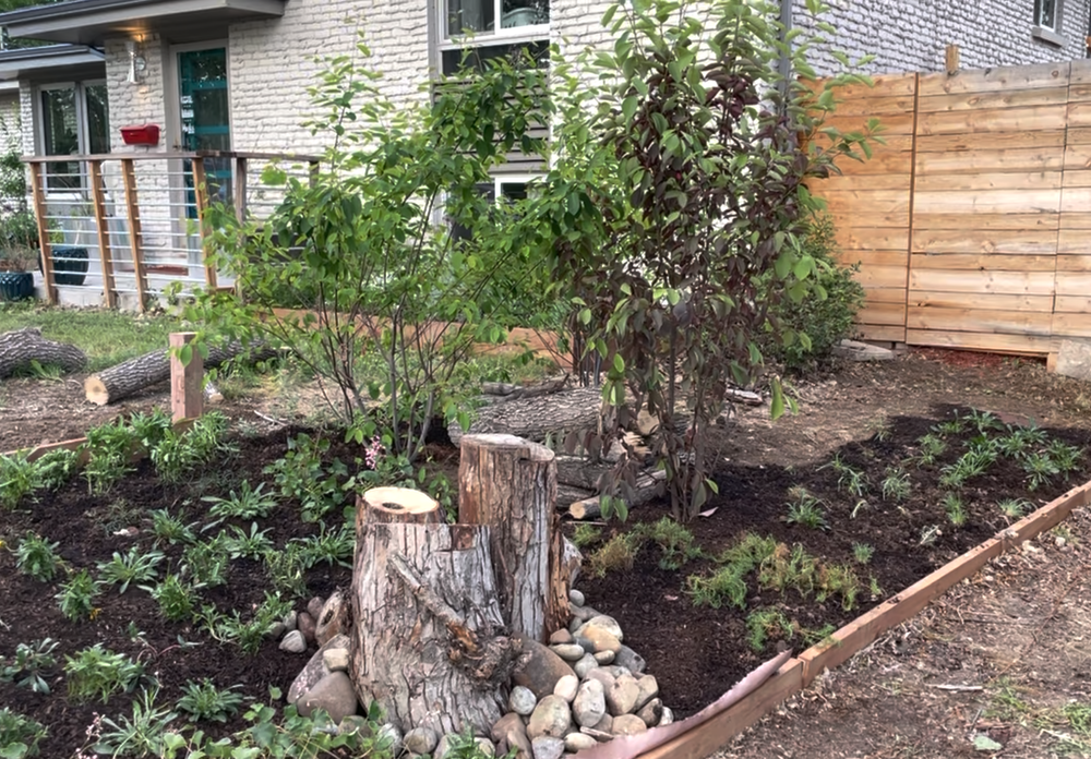 Why Amelanchier Trees Are a Must-Have for Your Garden: Benefits ...