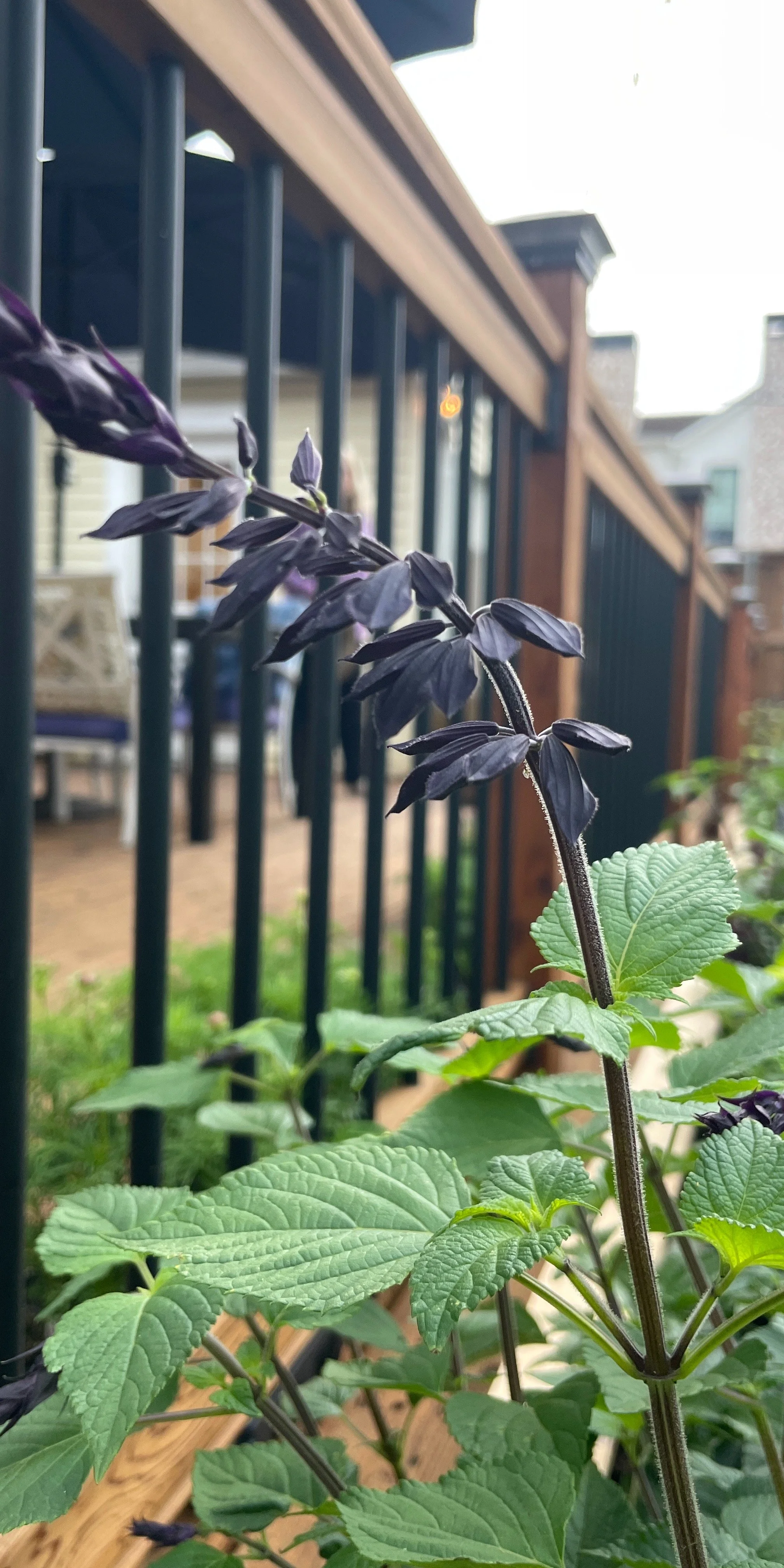 Why Salvias Deserve a Spot in Every Garden: Colorful, Hardy ...