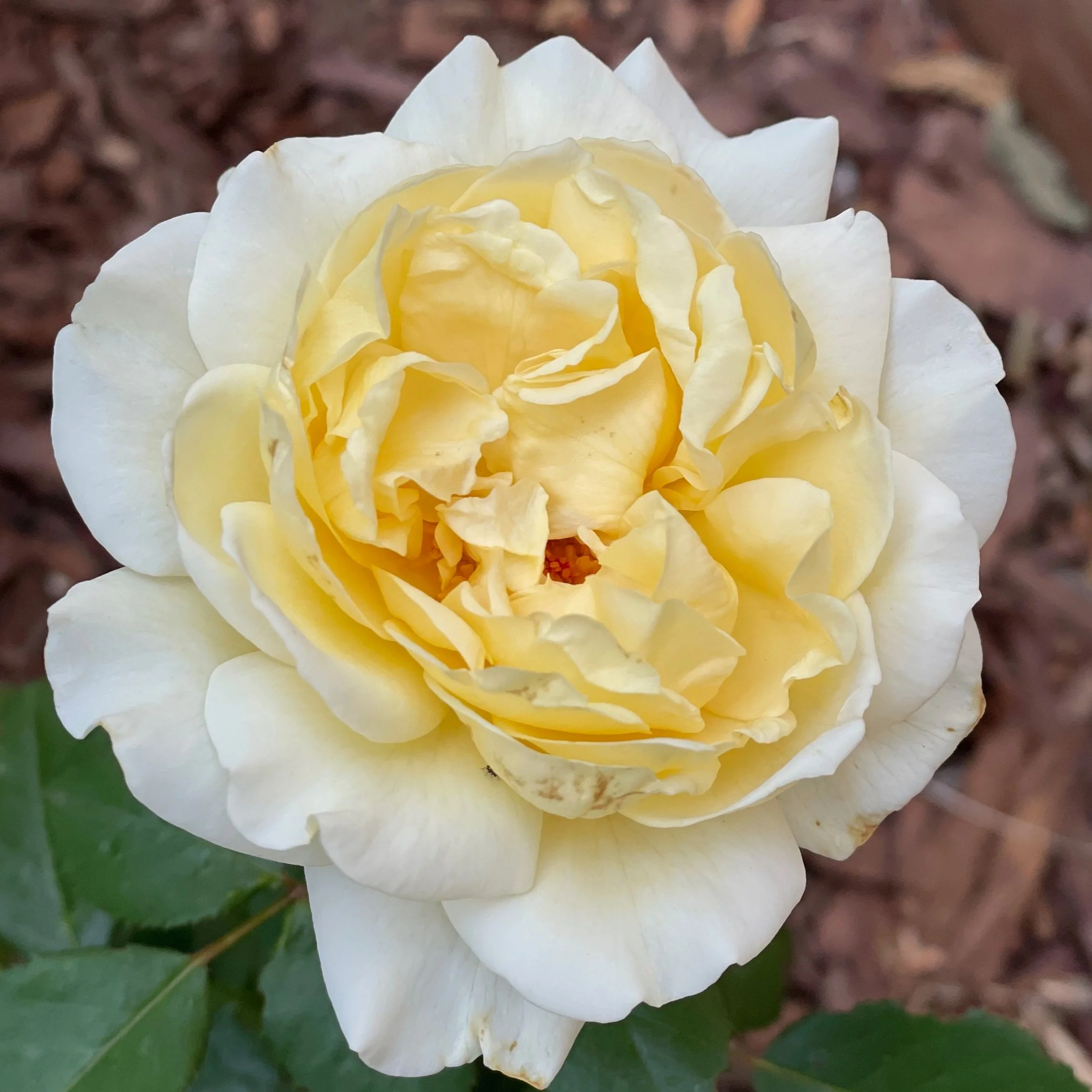 How to Choose the Right Roses for Your Garden: A Complete Guide — Wild ...