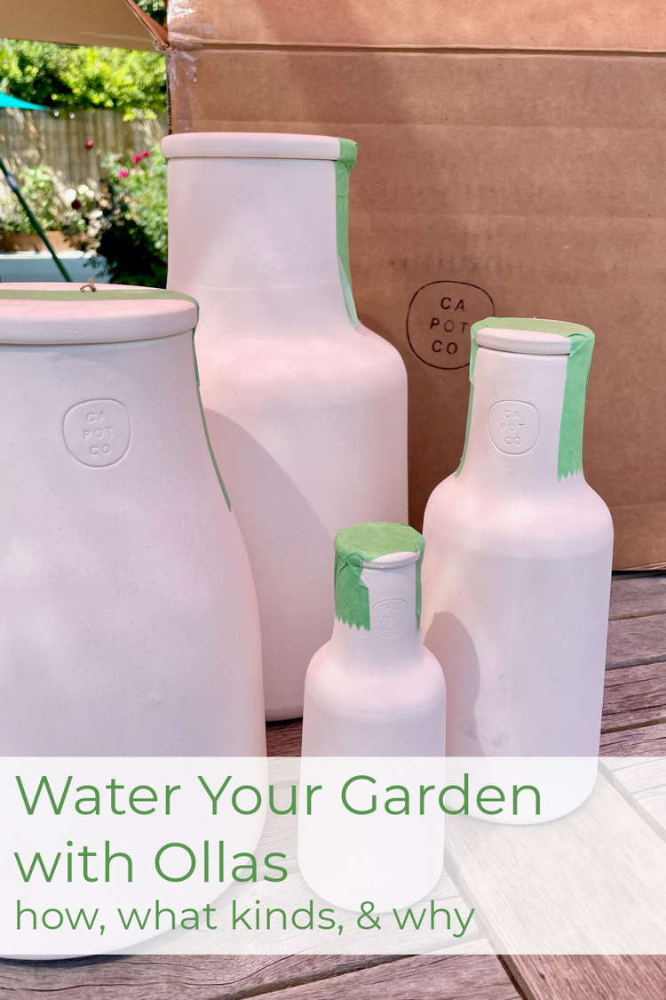 How to Use Ollas for Watering Plants: Efficient Irrigation Tips for ...
