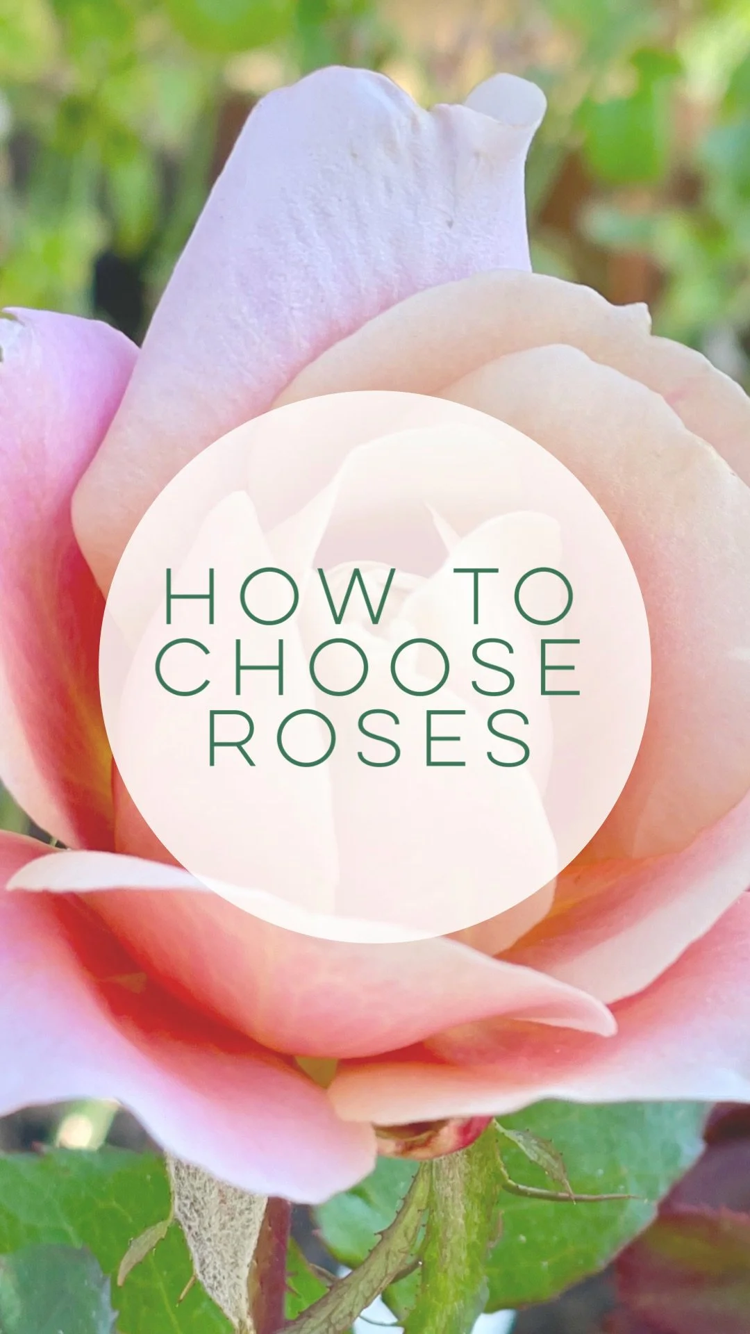 How to Choose the Right Roses for Your Garden: A Complete Guide — Wild ...