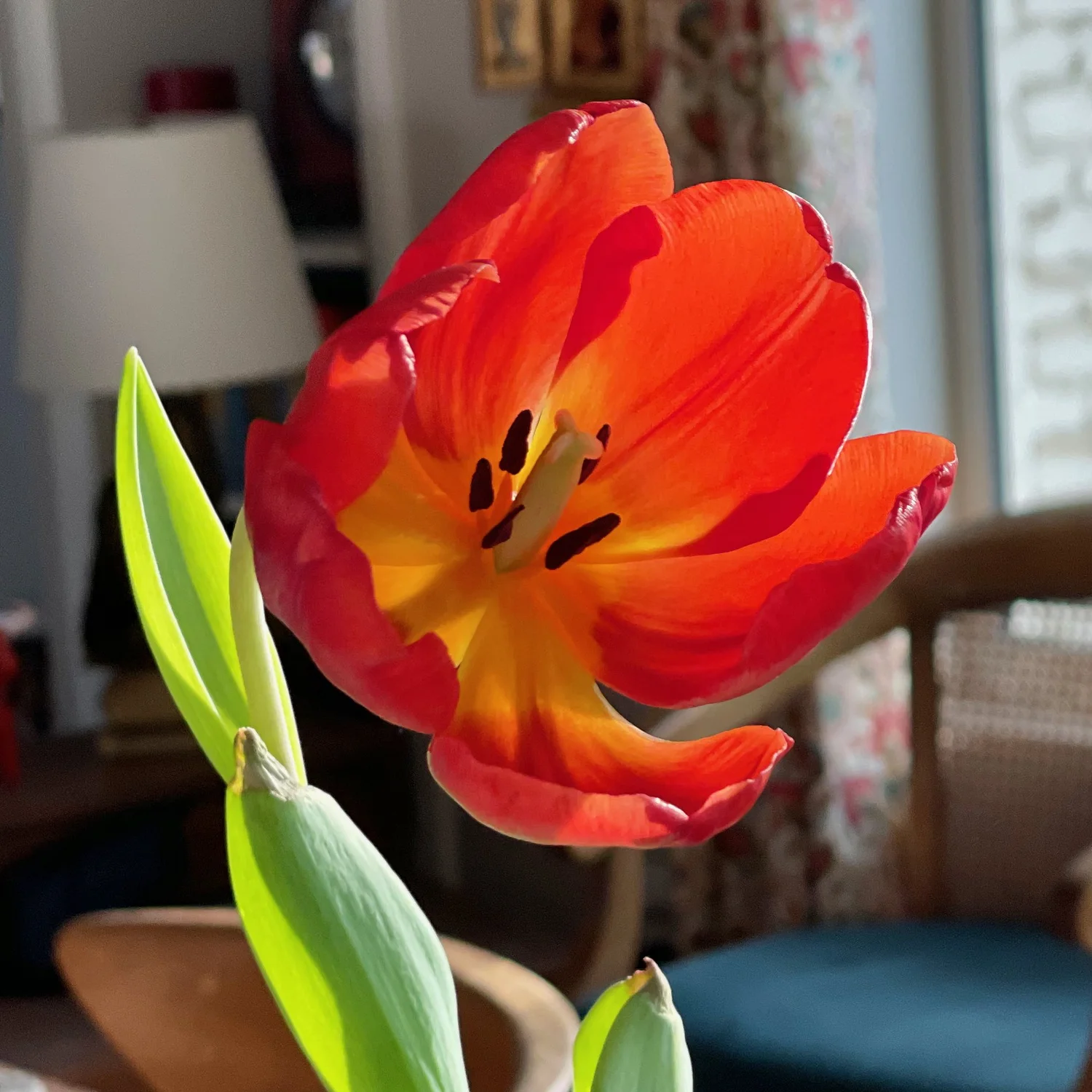 How to Force Bulbs Indoors: an Easy Guide — Wild Revival Garden & Home
