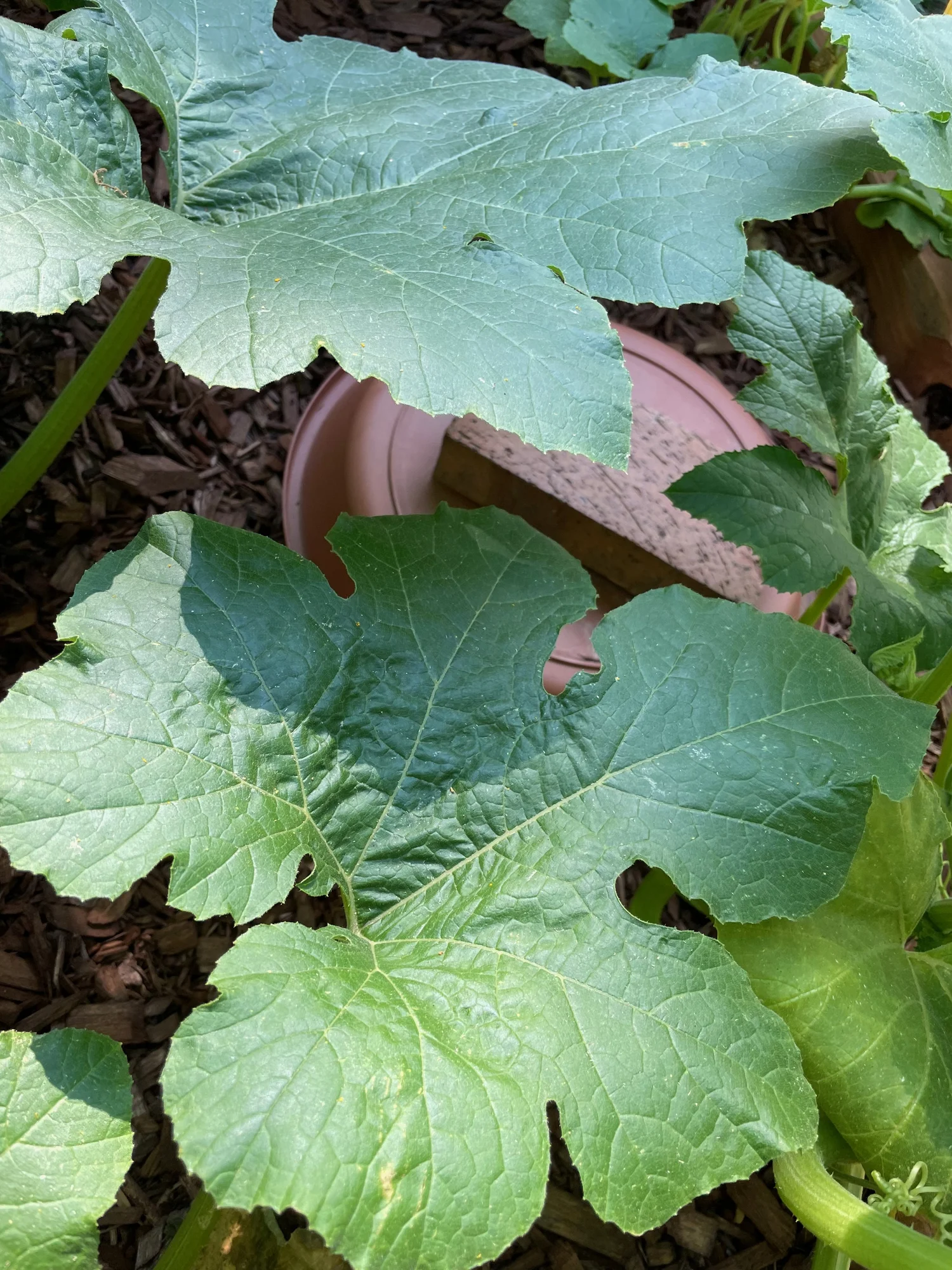 How to Make Your Own Ollas: DIY Guide for Sustainable Plant Watering ...