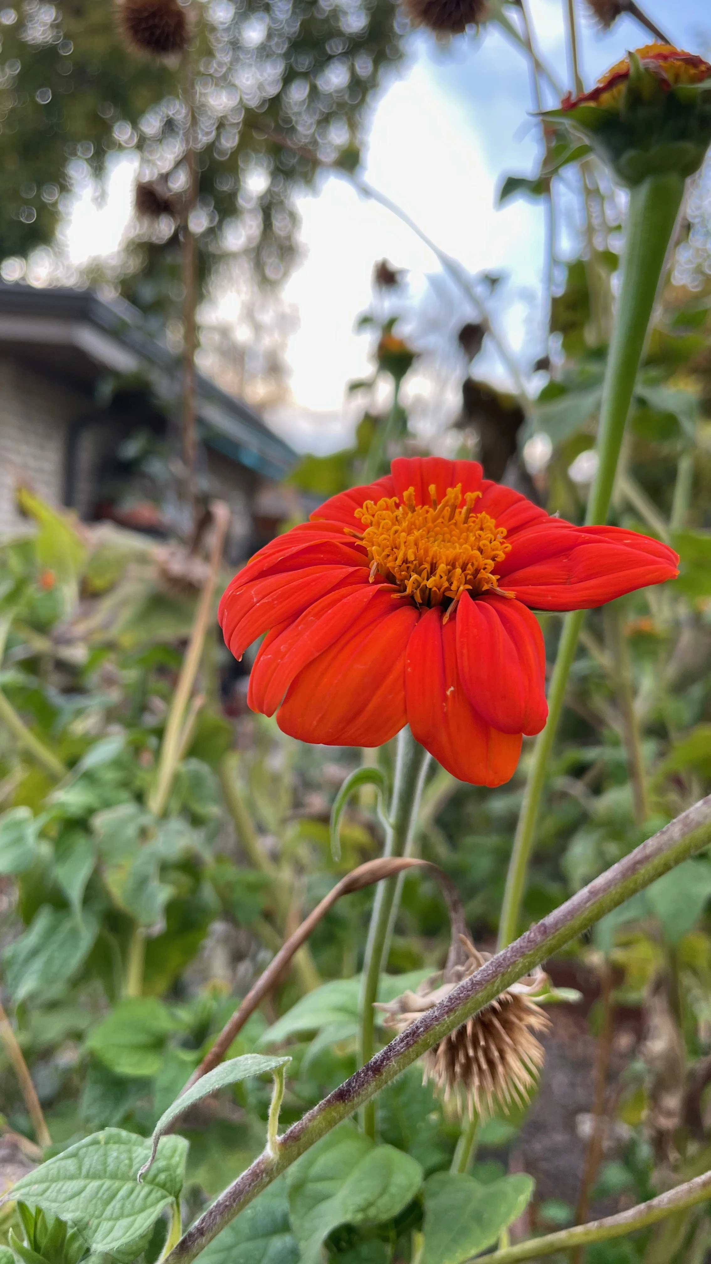 Why Gardeners Should Plant Tithonia: Benefits for Your Garden and ...