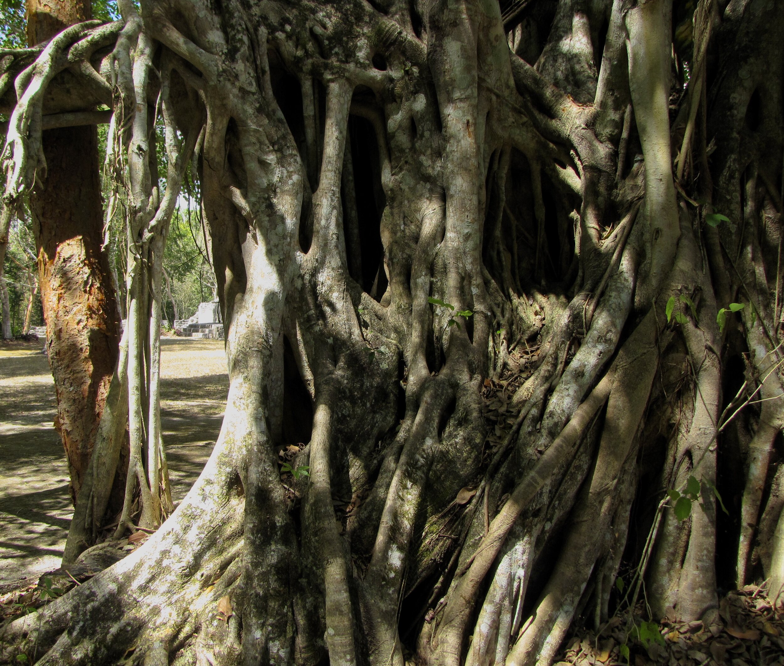 Becán, Campeche, Mexico — Renée DeVoe Mertz