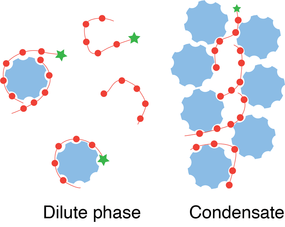 Publications — Jonikas Lab