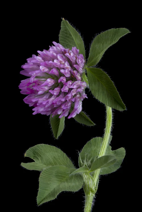 North American Flora — Galleries