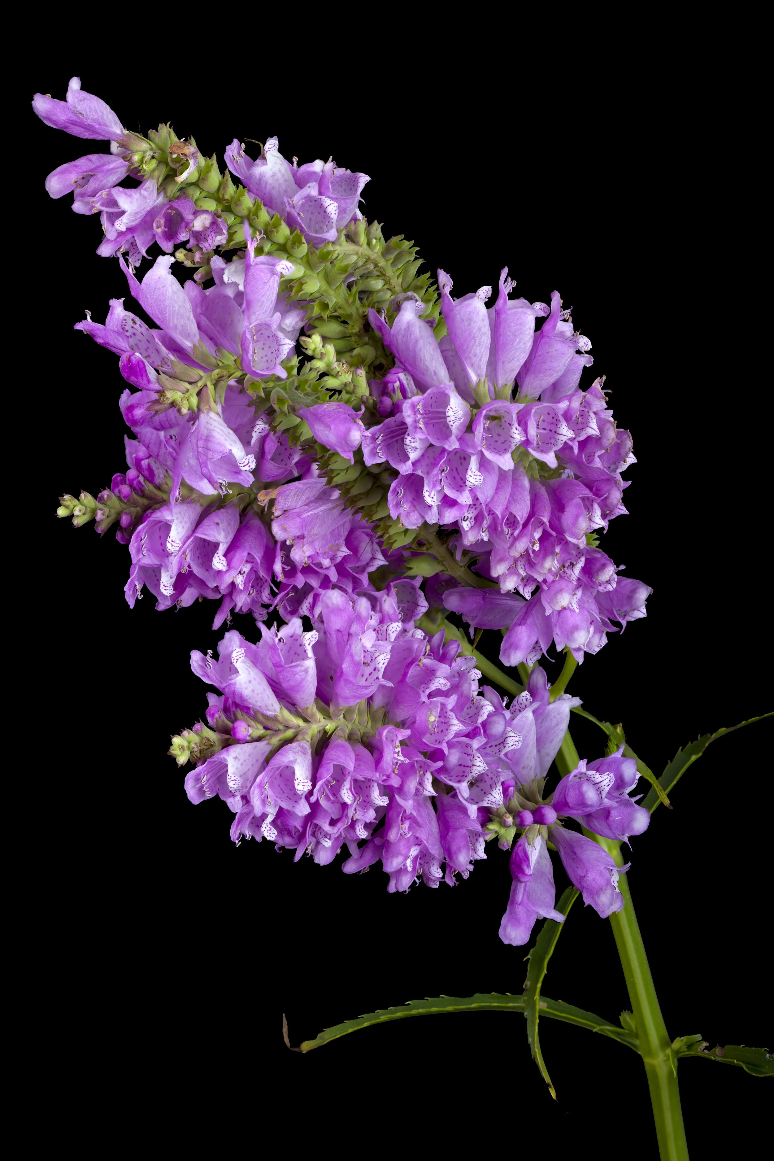 North American Flora