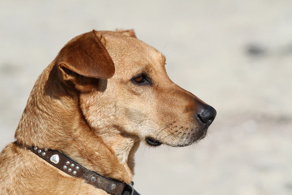 Friends of Nobody's Dog