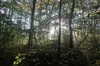 The Long Trail in Vermont Backpacking Guide