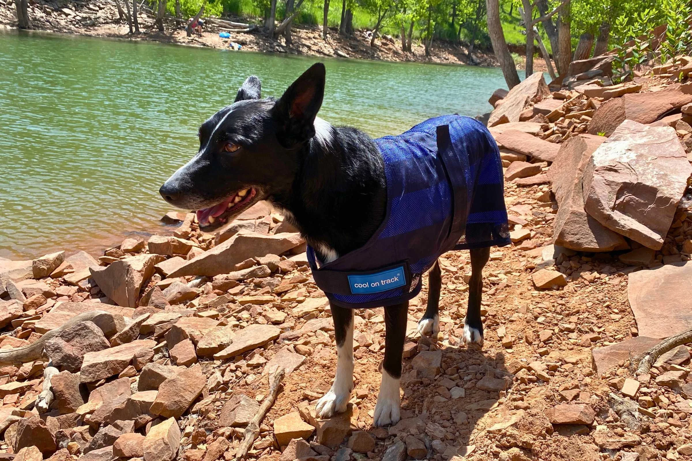 3 Best Dog Cooling Vests of 2025 (Field-Tested)