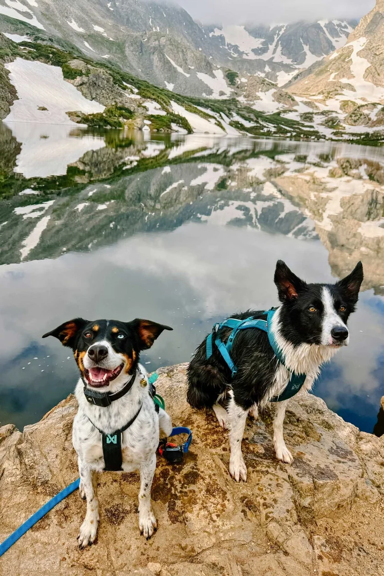A Complete Guide to Running with Your Dog: Tips, Gear, and Training Advice