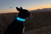 4 Best Light-Up Dog Collars of 2026 (Tested)