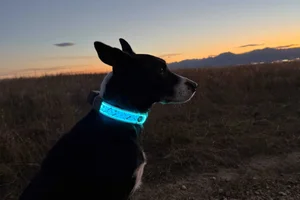 4 Best Light-Up Dog Collars of 2026 (Tested)