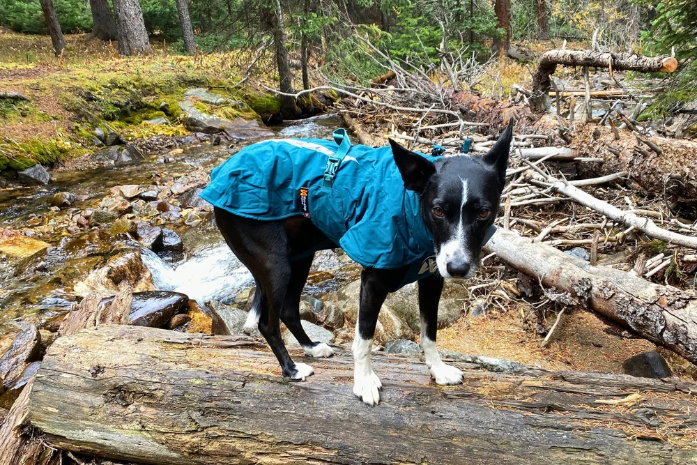 7 Best Dog Raincoats of 2026 (Tested and Reviewed)