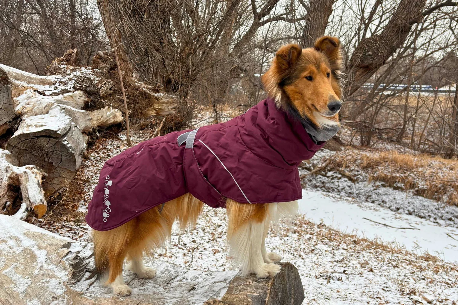 6 Best Cold Weather Coats and Jackets for Dogs of 2026 (Tested)