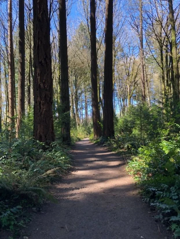 Getting Started With Forest Bathing