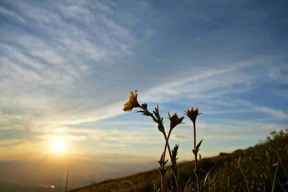 EcoPoetry for National Poetry Month