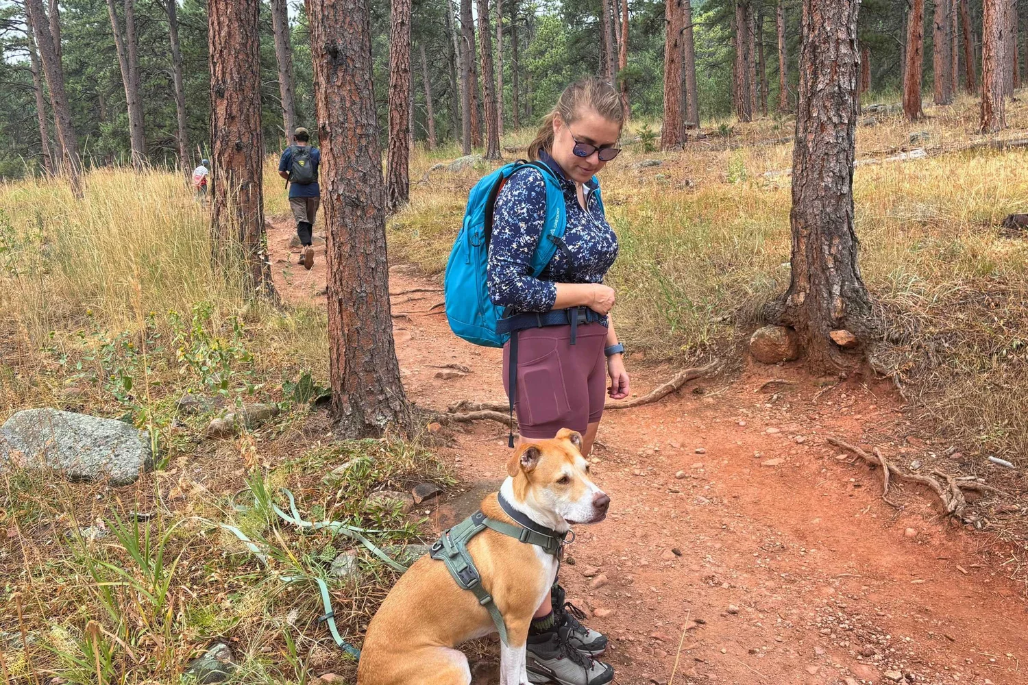 Hiking with Dogs: A Complete Guide to Safe and Fun Trail Adventures