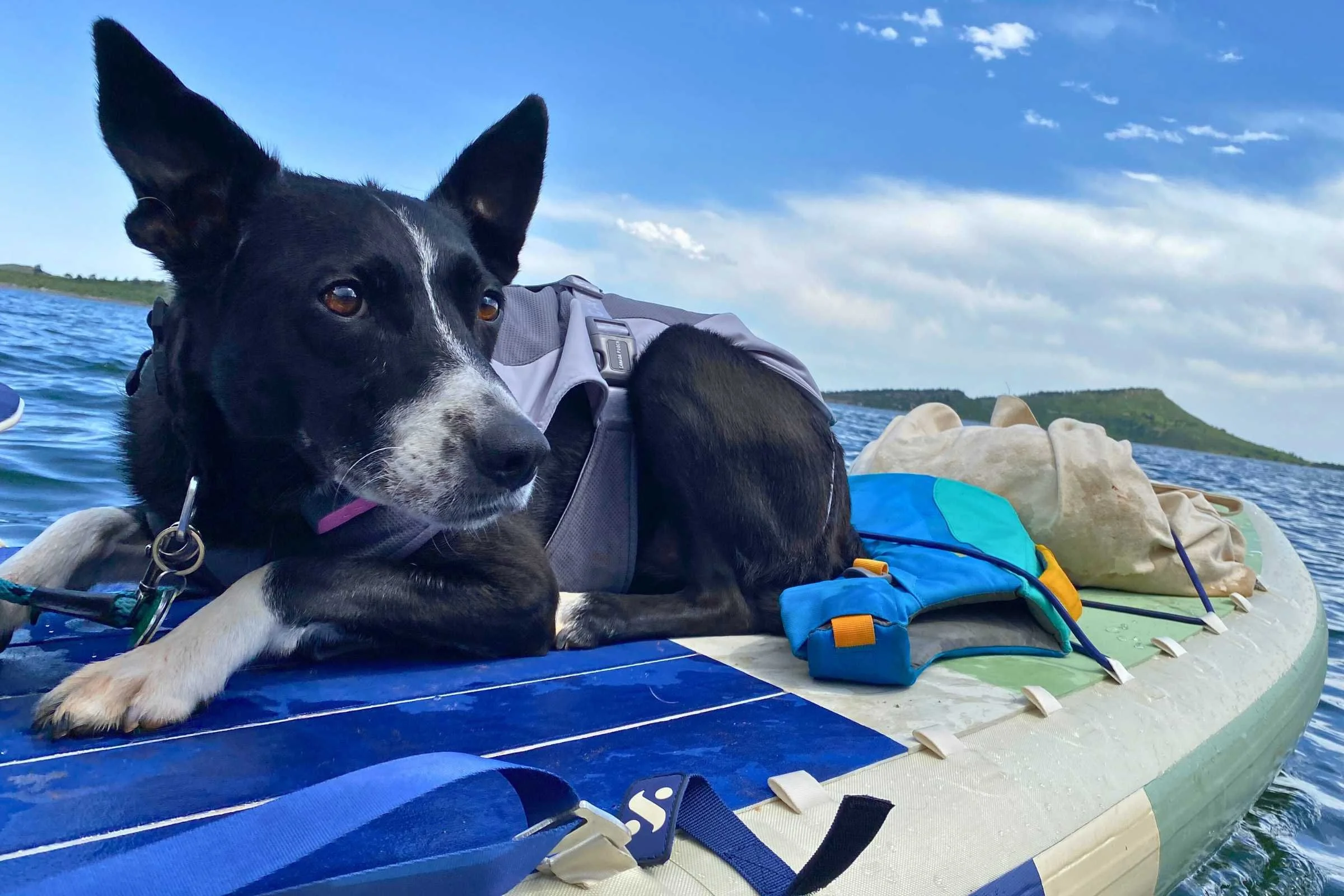 3 Best Dog Cooling Vests of 2025 (Field-Tested)