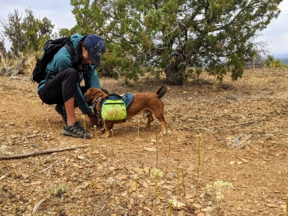 Best Hiking Sandals — Treeline Review