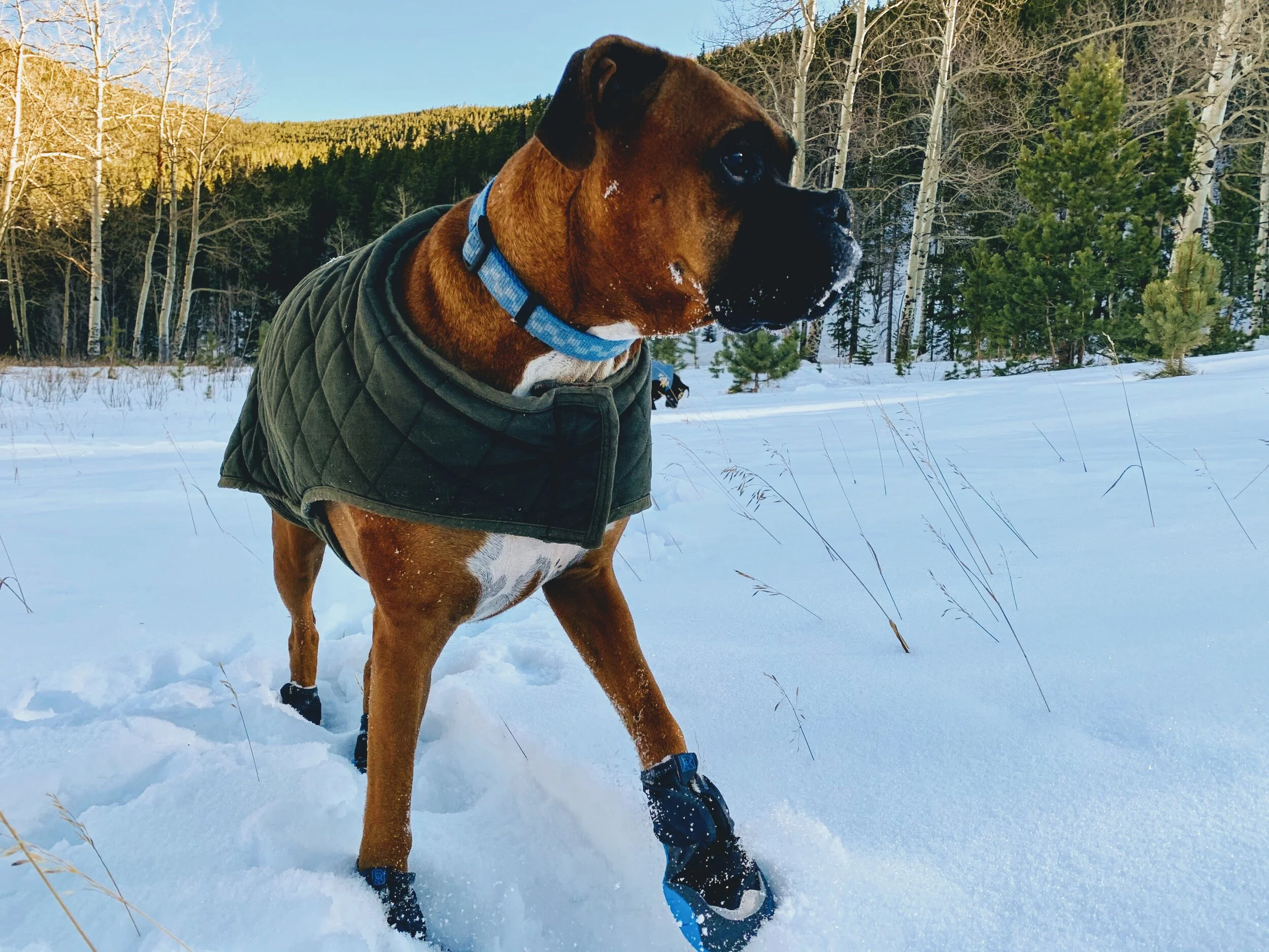 How to Ski and Snowshoe With Your Dog
