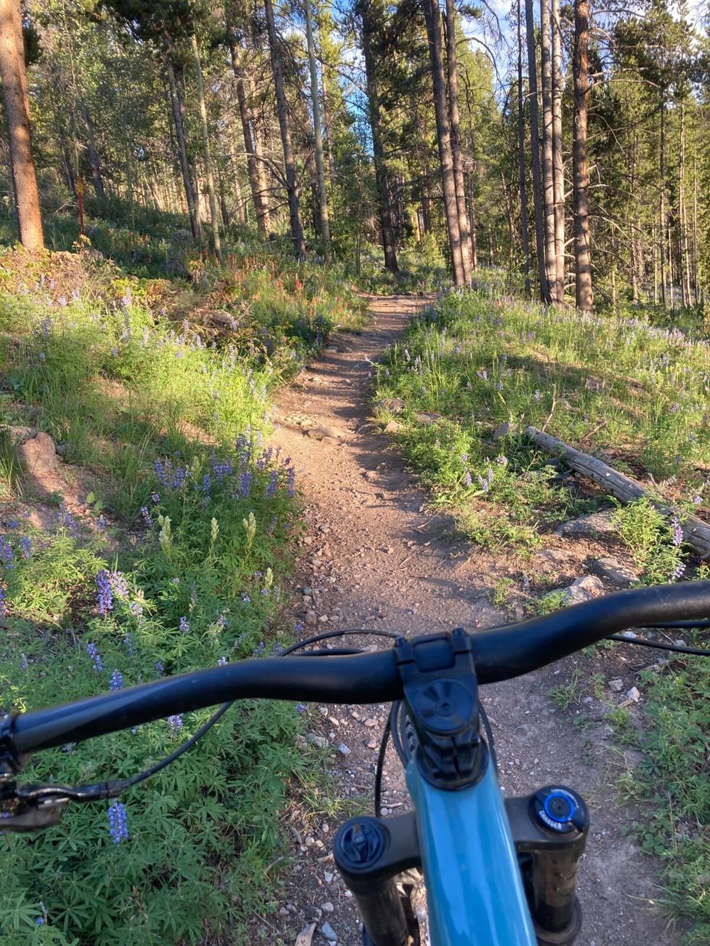 Mountain Biking For Beginners