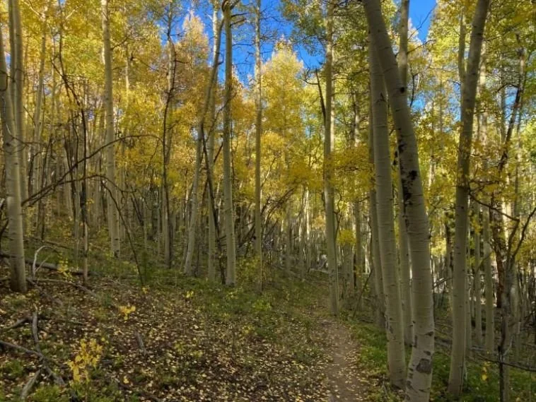 Backpacking the Colorado Collegiate Loop — Treeline Review