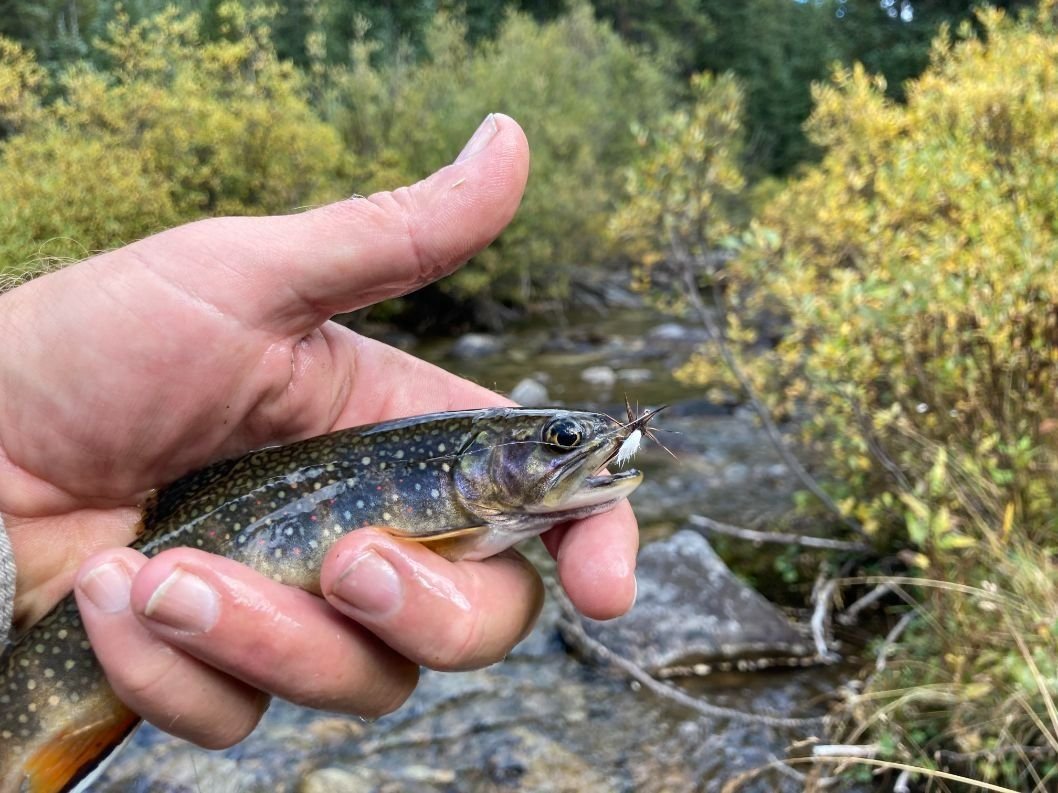 Backpacking the Colorado Collegiate Loop — Treeline Review