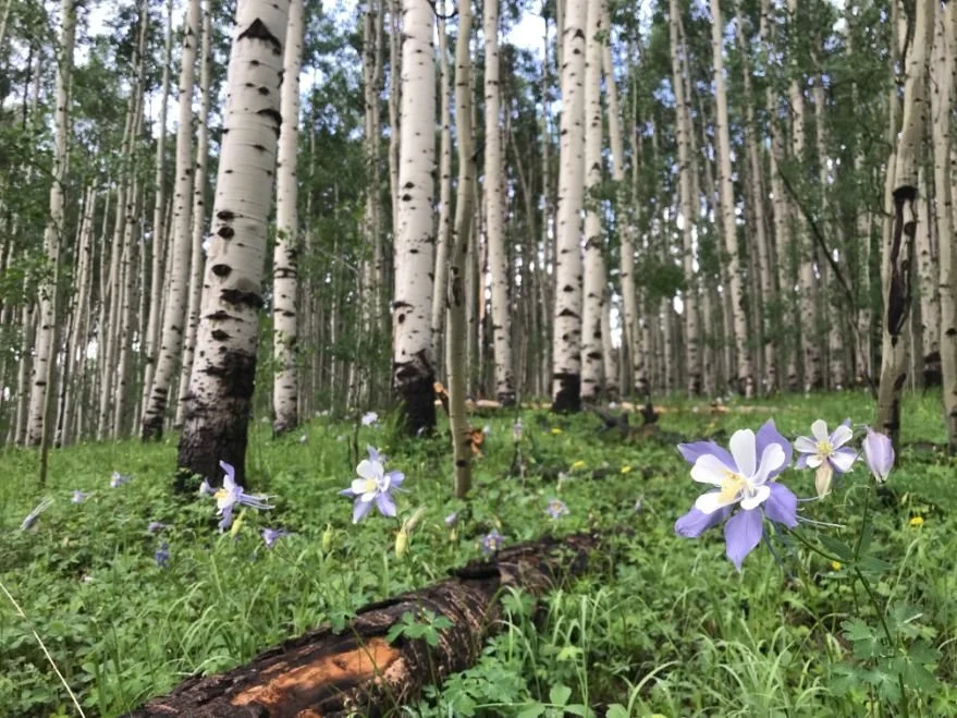 Backpacking the Colorado Collegiate Loop — Treeline Review