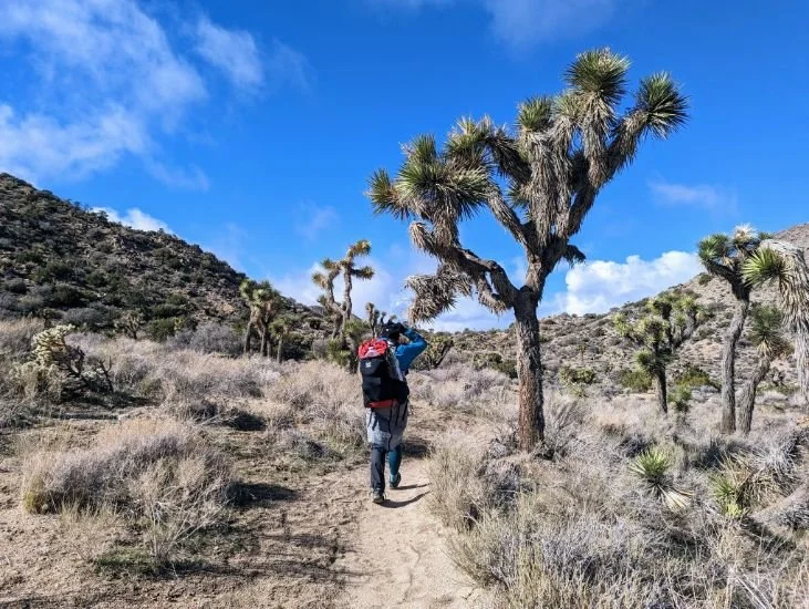 Hiking and Backpacking the California Riding Hiking Trail in Joshua ...