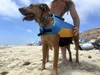 4 Best Dog Life Jackets of 2025 (Tested & Reviewed)