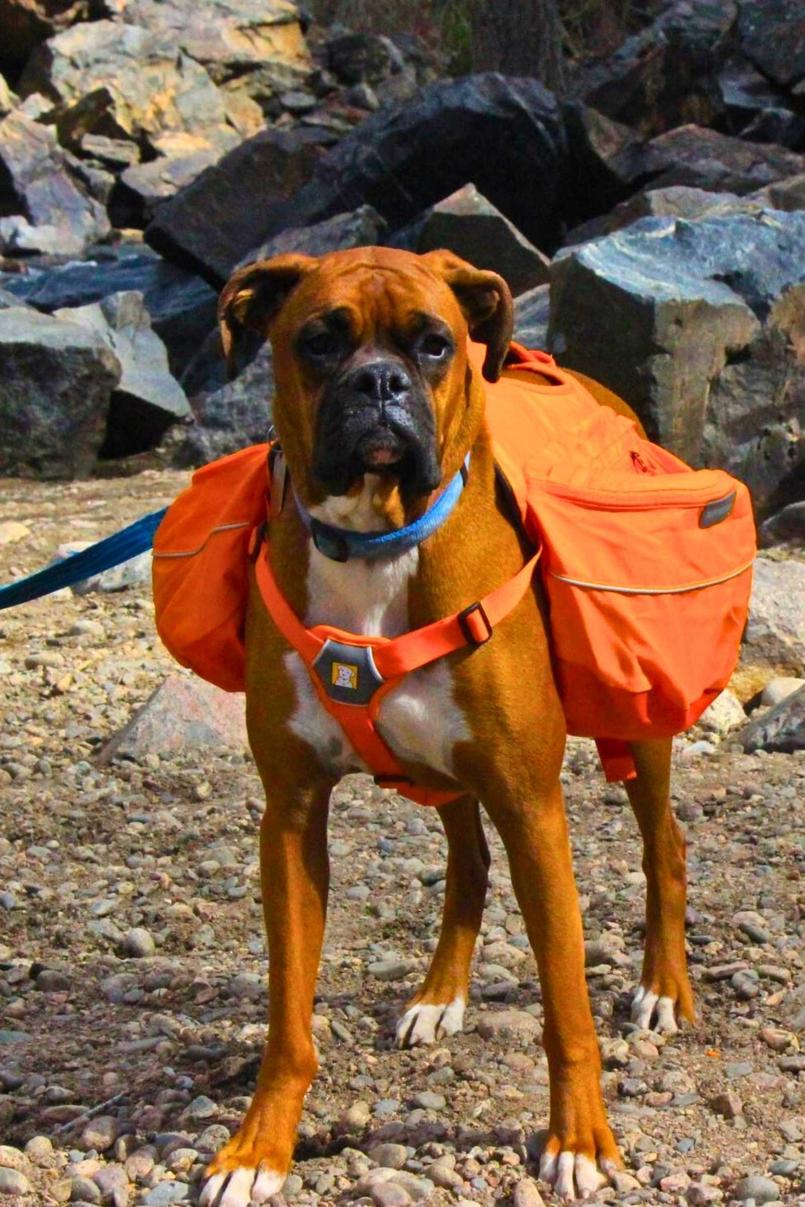 8 Best Dog Backpacks for Hiking of 2025 (Tested)
