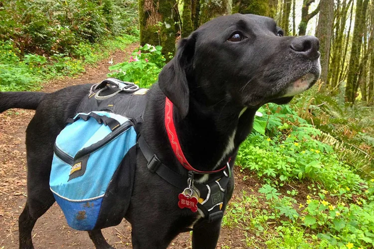 8 Best Dog Backpacks for Hiking of 2025 (Tested)