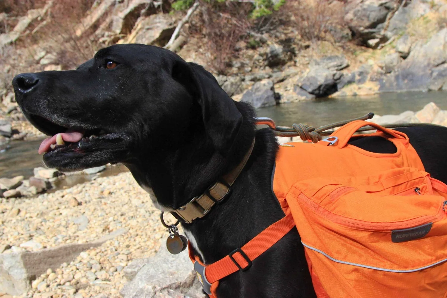 8 Best Dog Backpacks for Hiking of 2025 (Tested)