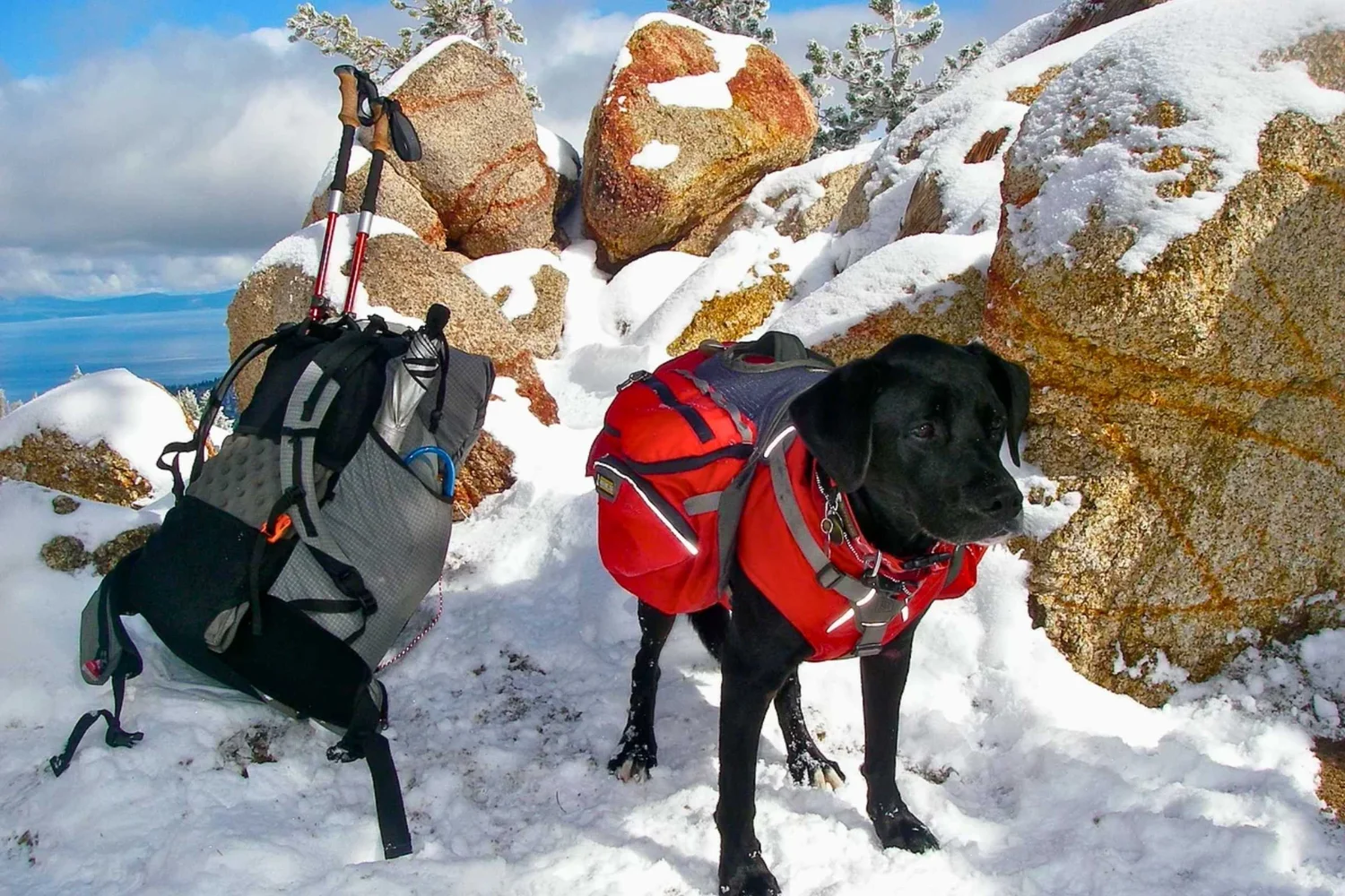8 Best Dog Backpacks for Hiking of 2025 (Tested)
