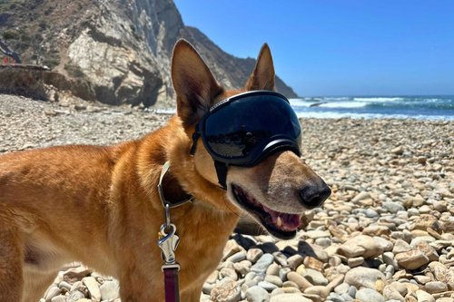 5 Best Dog Goggles of 2026 (Tested and Reviewed)