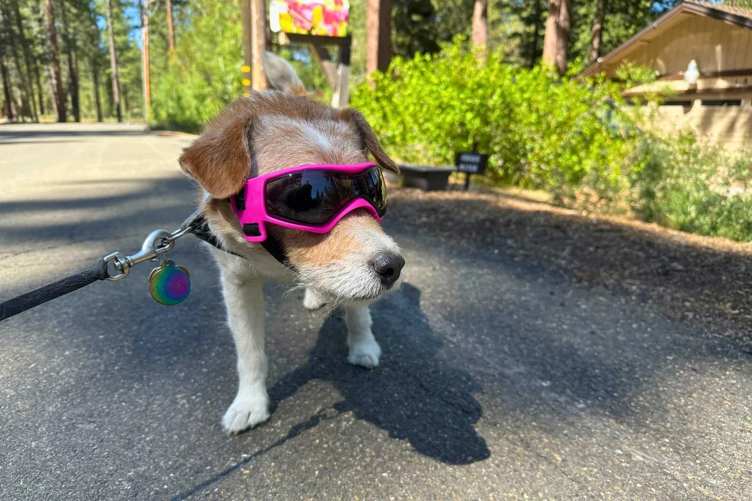 5 Best Dog Goggles of 2026 (Tested and Reviewed)